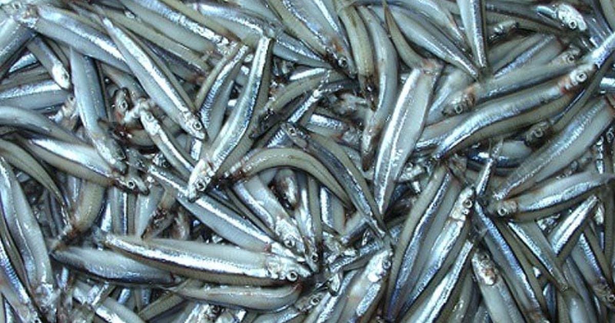 3 loại cá rẻ bèo ngoài chợ nhưng bổ ngang “nhân sâm”, nhiều người tiếc ...