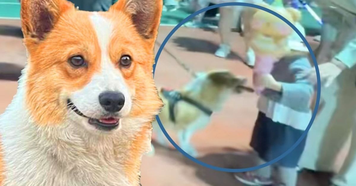 "Cảnh sát Corgi" bị phạt vì... ăn vụng xúc xích khi đang tuần tra: "Tội ...